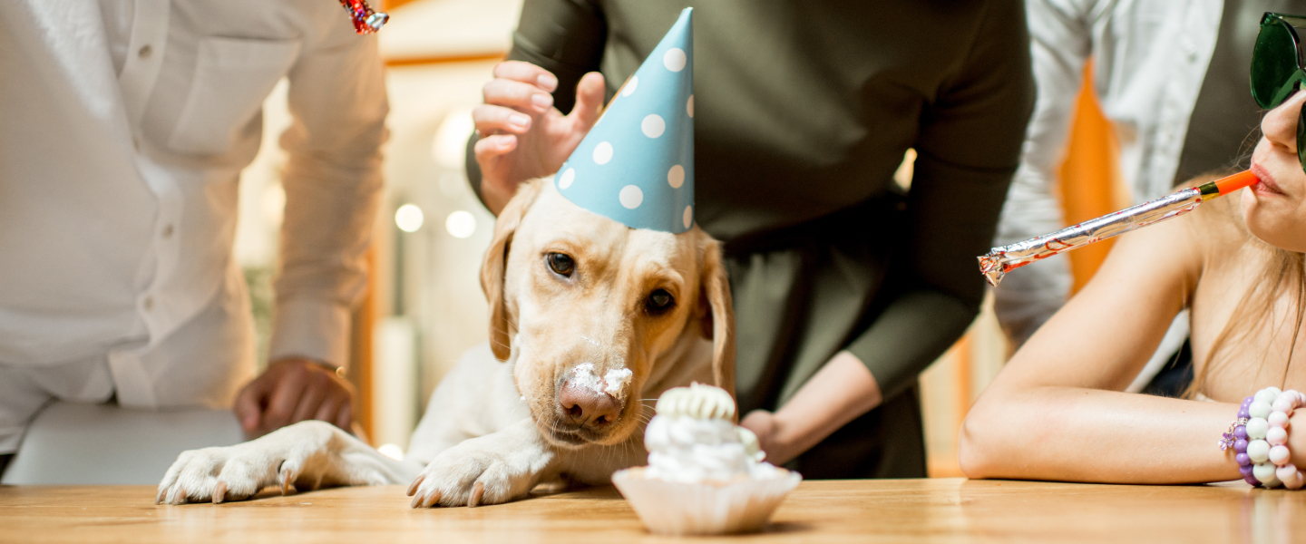 What is Gotcha Day and How Can You Celebrate? | Shari's Berries
